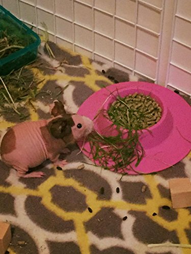 STAYbowl Tip-Proof Ergonomic Pet Bowl for Guinea Pig and Other Small Pets, 1/4-Cup Small Size, Lilac (Purple)