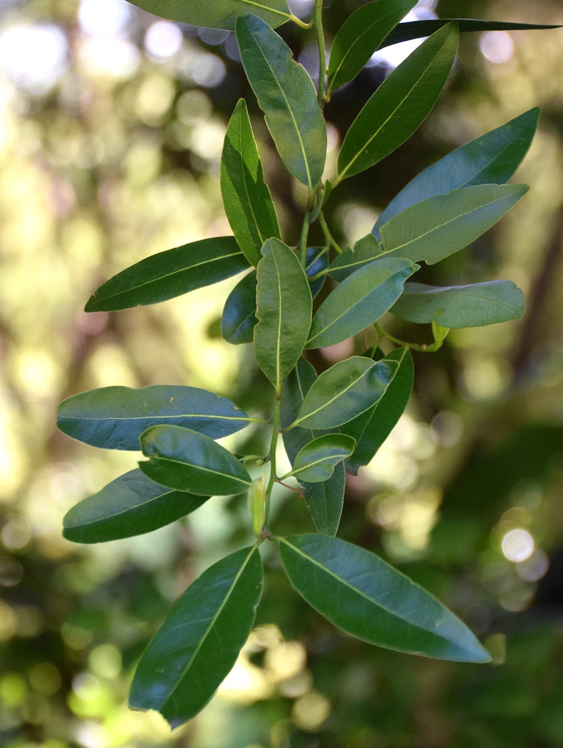 Bonsai Tree | California Bay Laurel | Seed Grow Kit | The Jonsteen Company