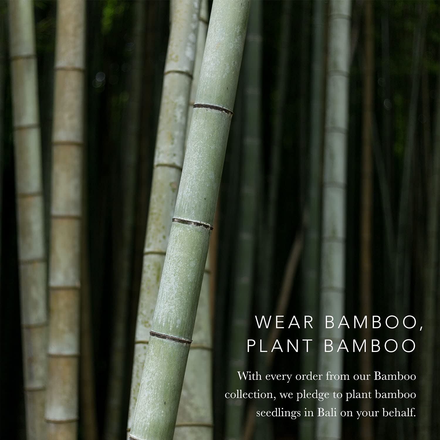 Bamboo Silver Hoop Earrings (30.5)