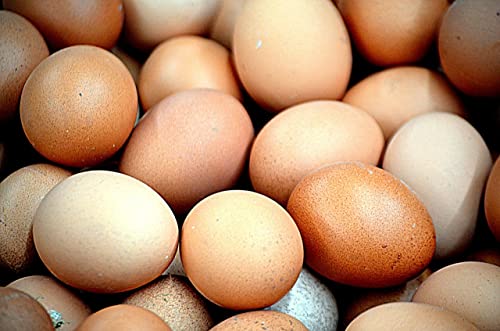 ESVK Chicken and Bird Feed Calcium Supplement | for Healthy Eggs Natural Flaked Oyster Shell - 8 Pounds (Pack of 1) | Made in USA
