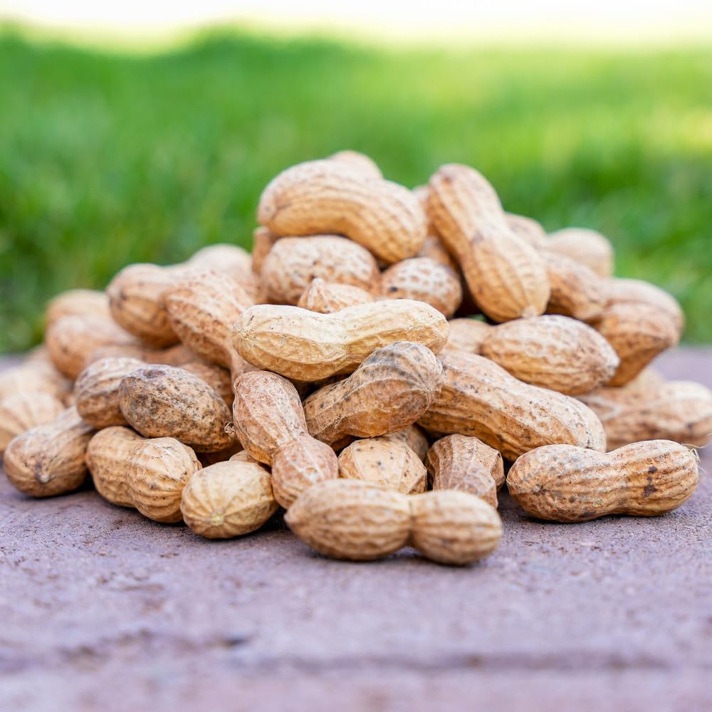 Desert Valley Premium in-Shell Peanuts - Wild Bird - Wildlife Food, Squirrels, Chipmunks, Cardinals, Jays & More (2-Pounds)