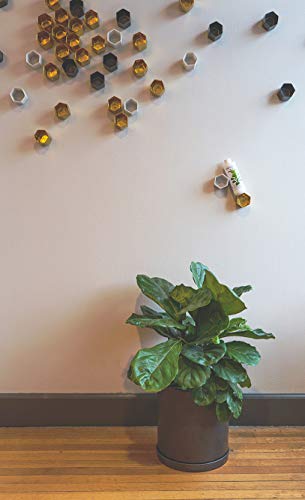 Fiddle Leaf Fig Tree Fertilizer | Ficus Plant Food | Improves Leaves and Branches | Potted Indoor Trees and House Plants Treatment by Aquatic Arts