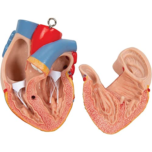 ERCTOO Human Body Model - Torso Anatomical Model - Human Torso Anatomy Model 23 Pcs Removable Parts with Heart Visceral Brain Skeleto for Preschool & School Science Medical Education Display 85cm