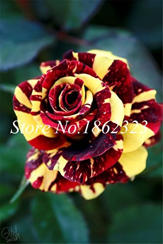 Dichondra Fresh 200 Pcs Rainbow Rose Flower Seeds for Planting Black