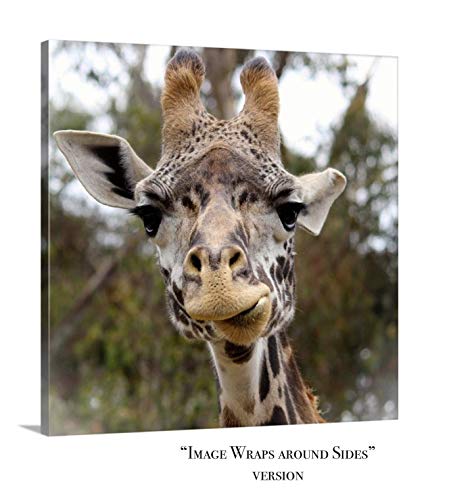 Funny Giraffe Photo on CANVAS Fine Art Print Zoo Animal Photography Children's Room Decor Ready to Hang