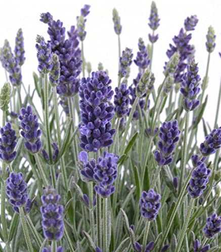 English Lavender Seeds (600+ Heirloom Seeds - Vera True Lavender) (English Lavender (1-Pack of 600 Seeds))