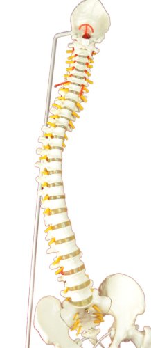 Super Flexible Spine Model with Pelvis and Femur Heads, Life Size, 87cm/34β