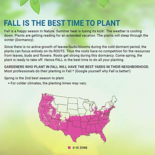 EZ Growing Plants Honeycrisp Apple Tree (5 Gallon Potted)