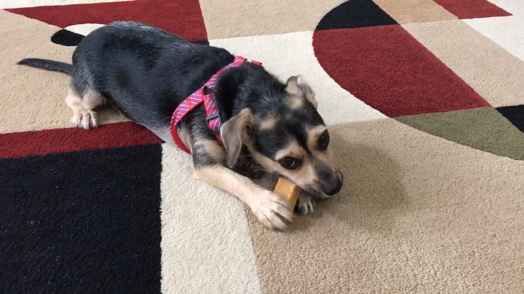 KATHMANDU'S - Authentic Himalayan Cheese Dog Chews - for Small Dogs (Pack of 15) - for Improved Dental Hygiene & Protein-Rich Nutrition, No Preservatives