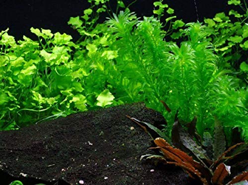 HOT! Anacharis Elodea Densa Tropical Live Aquarium Plants Aquatic Pond Bundle Stems