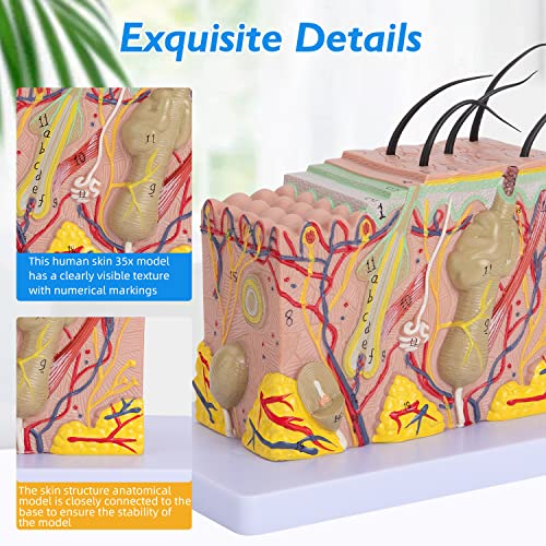 faruijie Human Skin Model 35x - 35 Times Skin Structure Anatomical Model Skin Color Model Teaching Medical Model