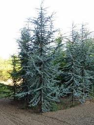 Blue Atlas Cedar - Cedrus atlantica 'Glauca' 2 - Year Tree