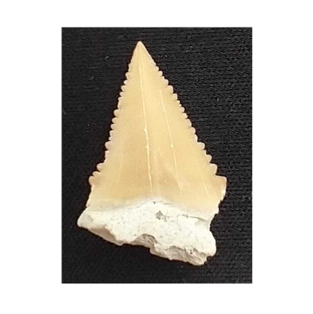 Universal Specialties Shark Teeth in Bag Genuine Fossilized Specimens Perfect for Classroom Lessons Arts and Crafts Necklaces and Play Excavation Sites Real Authentic Eocene Morocco Tooth Approx. 30