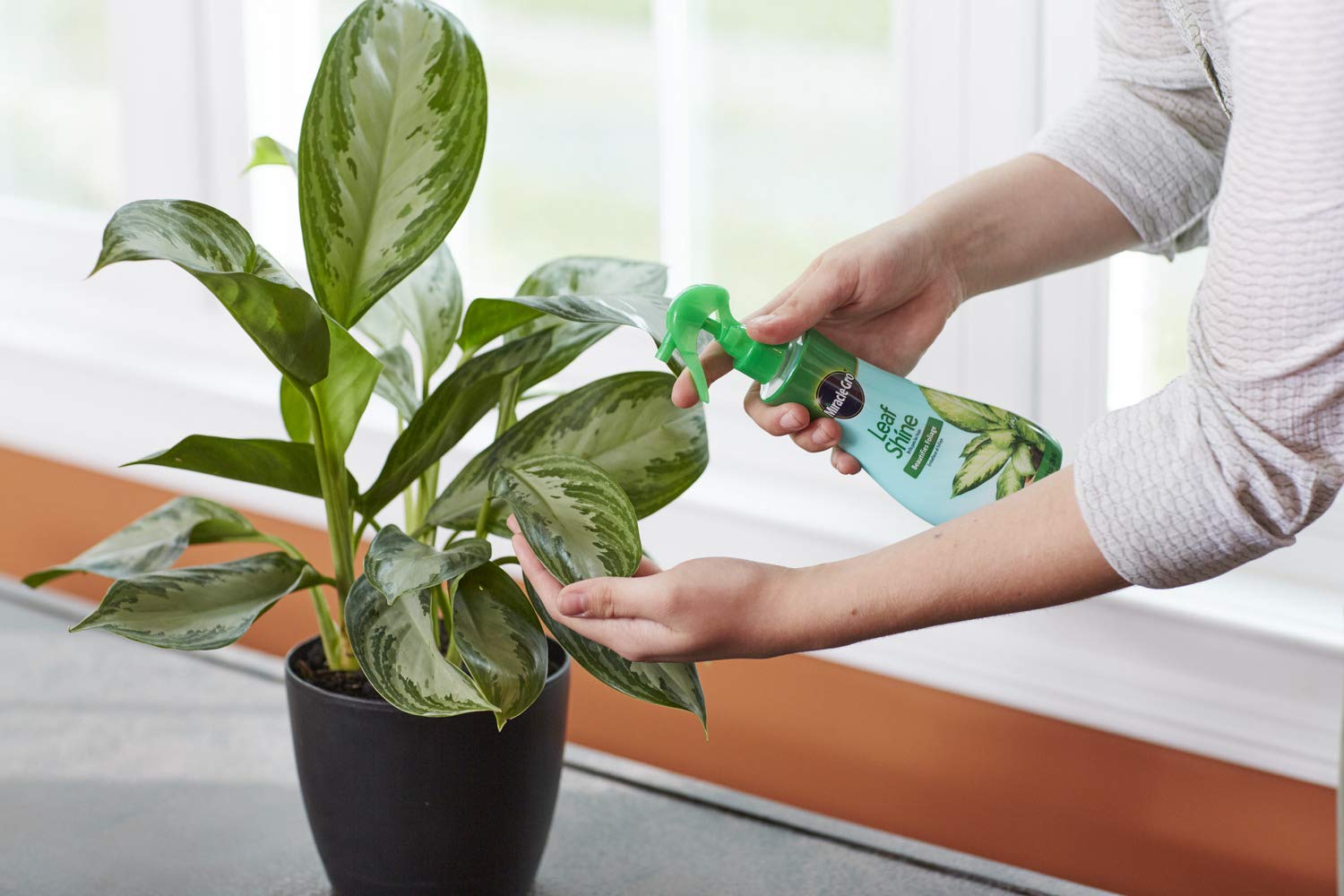 Miracle-Gro Leaf Shine, 8 oz., 2-Pack