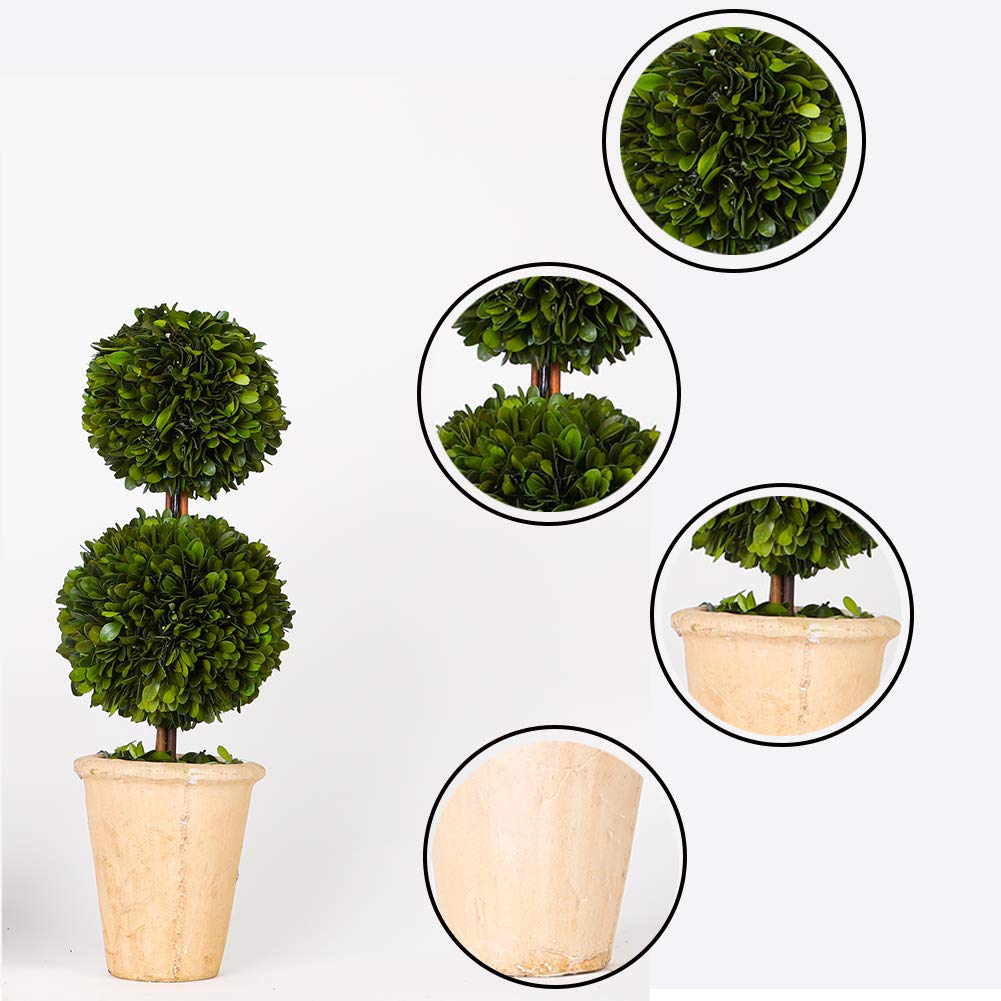 Boxwood VALLEY Real Preserved Boxwood Evergreen Potted Tree Globe Tree Topiary in Terracotta Planter, Home Decor Farmhouse (Double Balls Topiary, 20 inches)