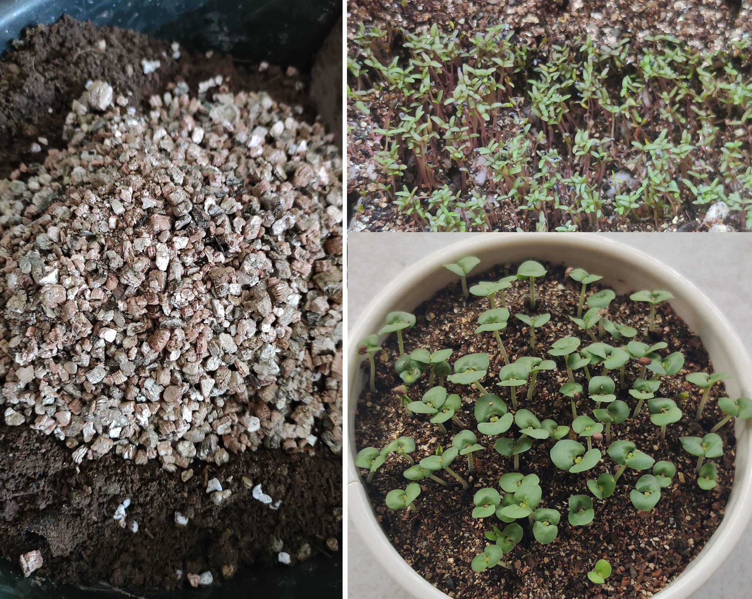 Organic Vermiculite Granules for Plants and Gardening (10 Quarts)