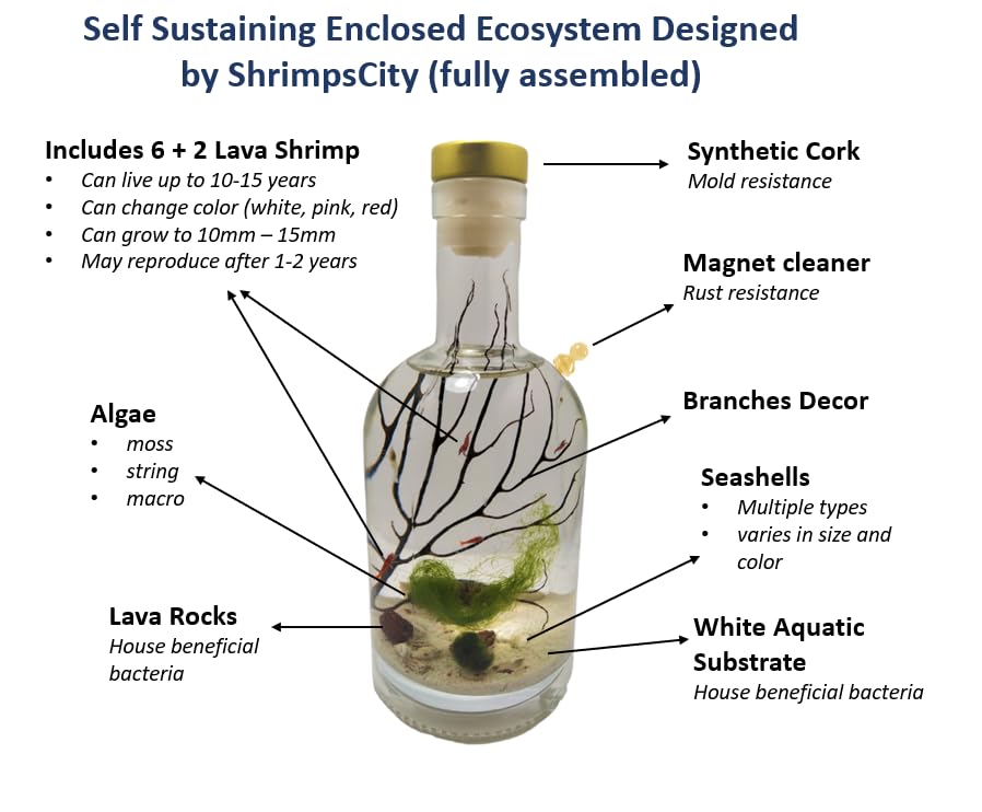 Enclosed Ecosystem Shrimps Bottle