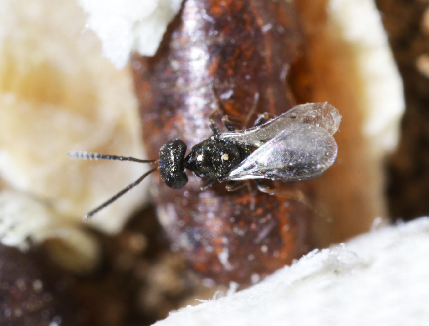 Fly Exterminator 1,000 Size Natures Good Guys