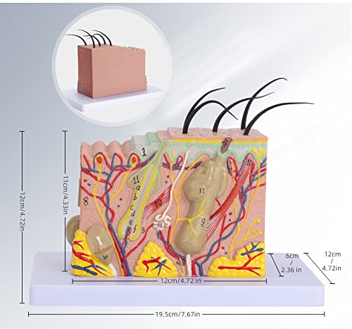 faruijie Human Skin Model 35x - 35 Times Skin Structure Anatomical Model Skin Color Model Teaching Medical Model