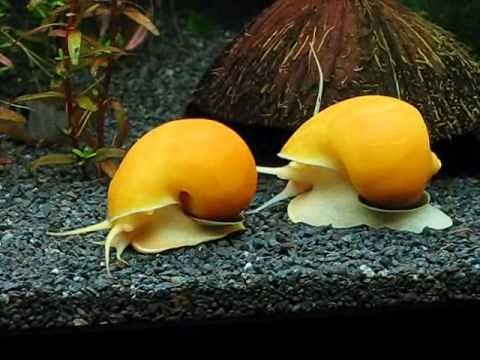 SOUTH SHORE RETAIL, LLC Gold Mystery Snails - Wholesale Pricing Available - Dime/Nickel Sized (3)