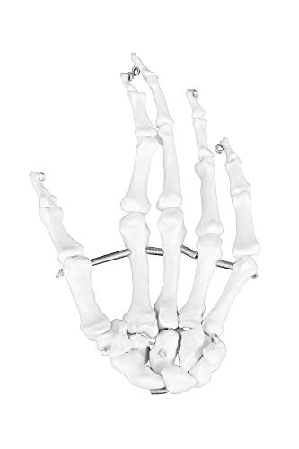 Vision Scientific VAS220-CC0 Life Size, Total Disarticulated Skeleton | Bones & Osteological Features Numbered for Identification | 3-Part Skull | Key to Numbered Structures W Manual & Carrying Case