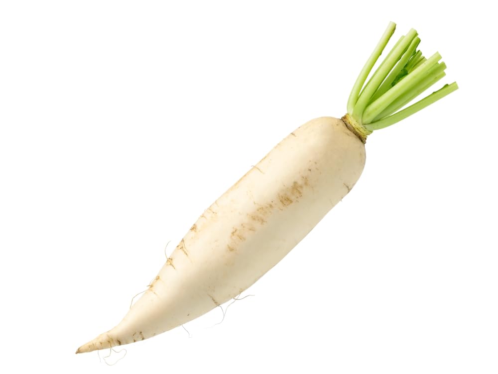 Bulk Daikon Radish Seeds for Food Plot or Cover Crop - Chinese, Japanese, or Oriental Radish - Easy to Grow (5 Pounds)