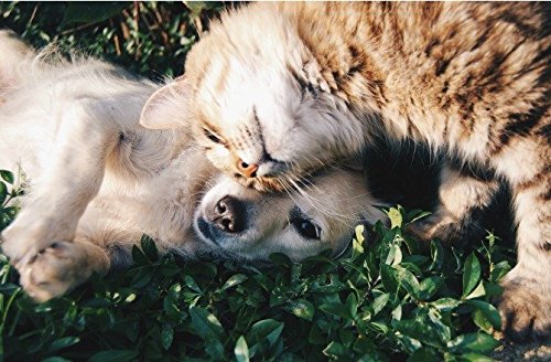 Dog Joint Supplements Soft Chews - Support Hip and Joints for Pets - Dog and CAT Treats - Premium Formula - Dog glucosamine sulfate - 360 Treats (3 Bottle)