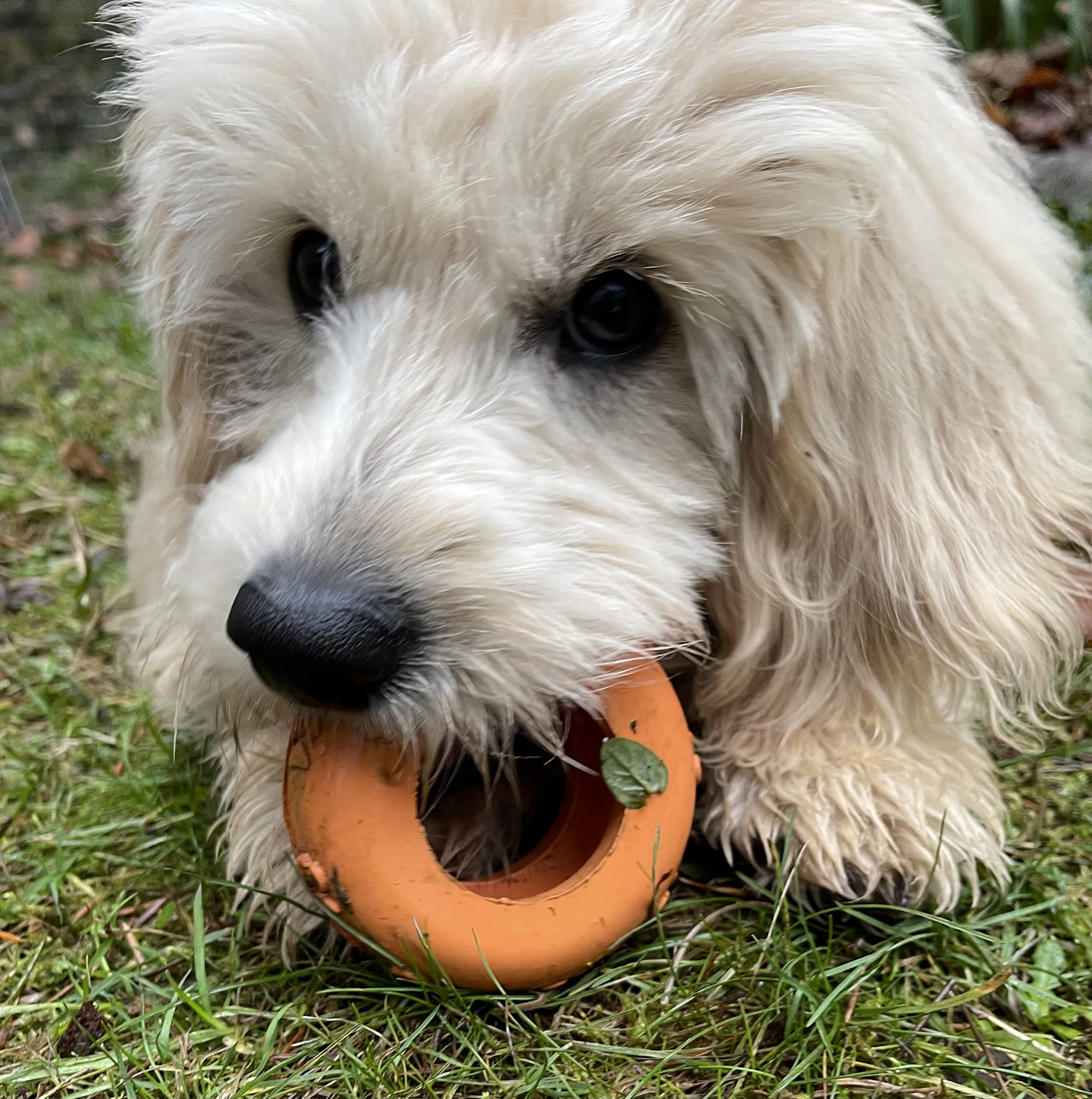Grewal Equestrian Dog Toy for Chewers Made from 100% Organic Natural Rubber (Large - 5 5/16", Red)