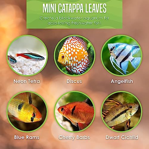 SunGrow 50 pcs Catappa Indian Almond Leaves for Betta Fish Tank Aquarium, 2โ Water Conditioner Leaves, Leaf Also Suitable for Shrimp, Goldfish, Guppy and Frogs