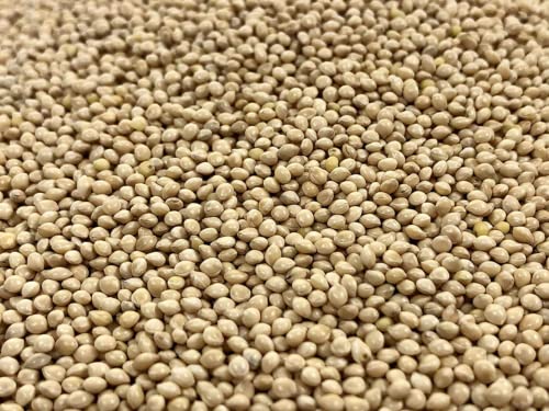 KAYSO INC Premium White Proso Millet Bird Seed Feed,10lbs Bulk Bag