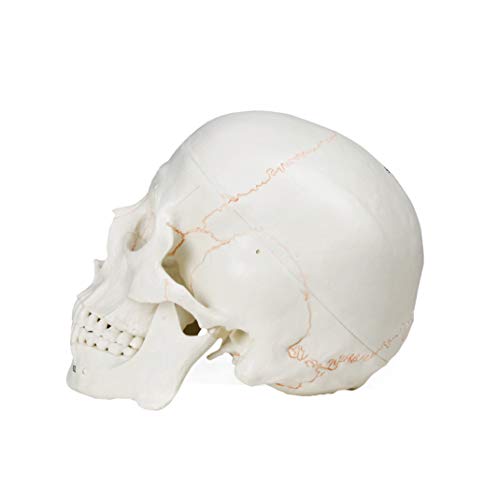 Vision Scientific VAL221 Medical Numbered Human Skull-3 Part | Life Size | from Real Human Skull, Detail Hand Painted Numbering | Sectioned Skullcap | Suture Lines & Full Dentition | Labelled Diagram