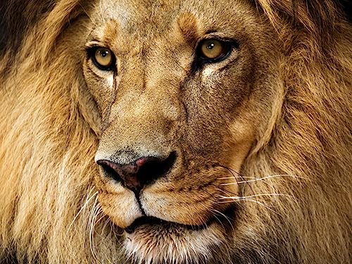 Lion Head Stamped Cross Stitch Kits-Beast Animal Lion Needlepoint Counted Cross Stitch Kits for Beginners Adults Patterns Dimensions Embroidery Kits Arts and Crafts (11CT)/12x16 inch