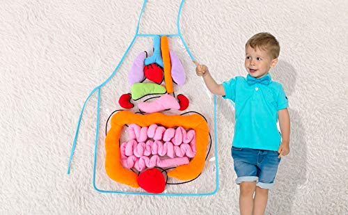vocheer 3D Organ Apron, Anatomy Apron Human Body Organs Awareness Montessori Educational Tool Toy for Home Preschool Teaching Aid, Transparentā¦