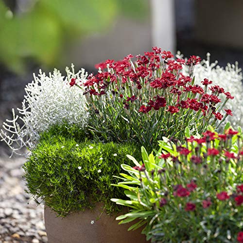 Outsidepride Perennial Irish Moss Low Growing, Mat Forming, Ground Cover Great Between Flagstones - 10000 Seeds