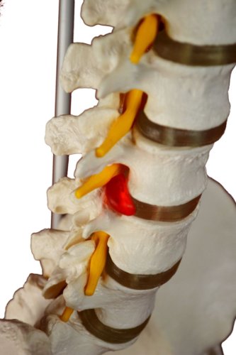Super Flexible Spine Model with Pelvis and Femur Heads, Life Size, 87cm/34β
