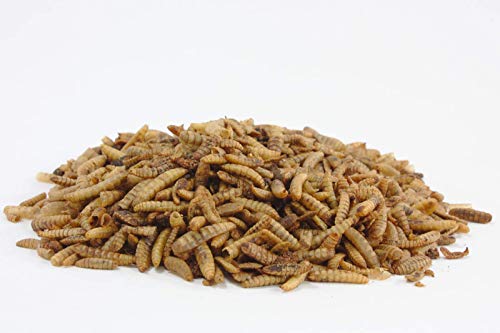 Tasty Grubs Dried Black Soldier Fly Larvae Made in USA 5lbs