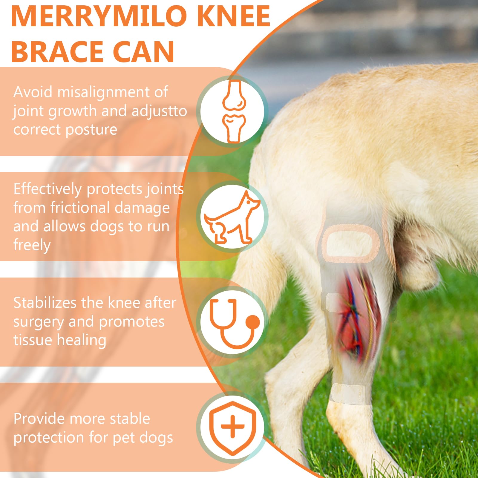 Dog Knee Brace Leg Braces with Side Stabilizers for Dogs Support for Torn ACL CCL Hind Leg, Knee Cap Dislocation, Cruciate Ligament Injuries, Patella Dislocation or Osteoarthritis (L)