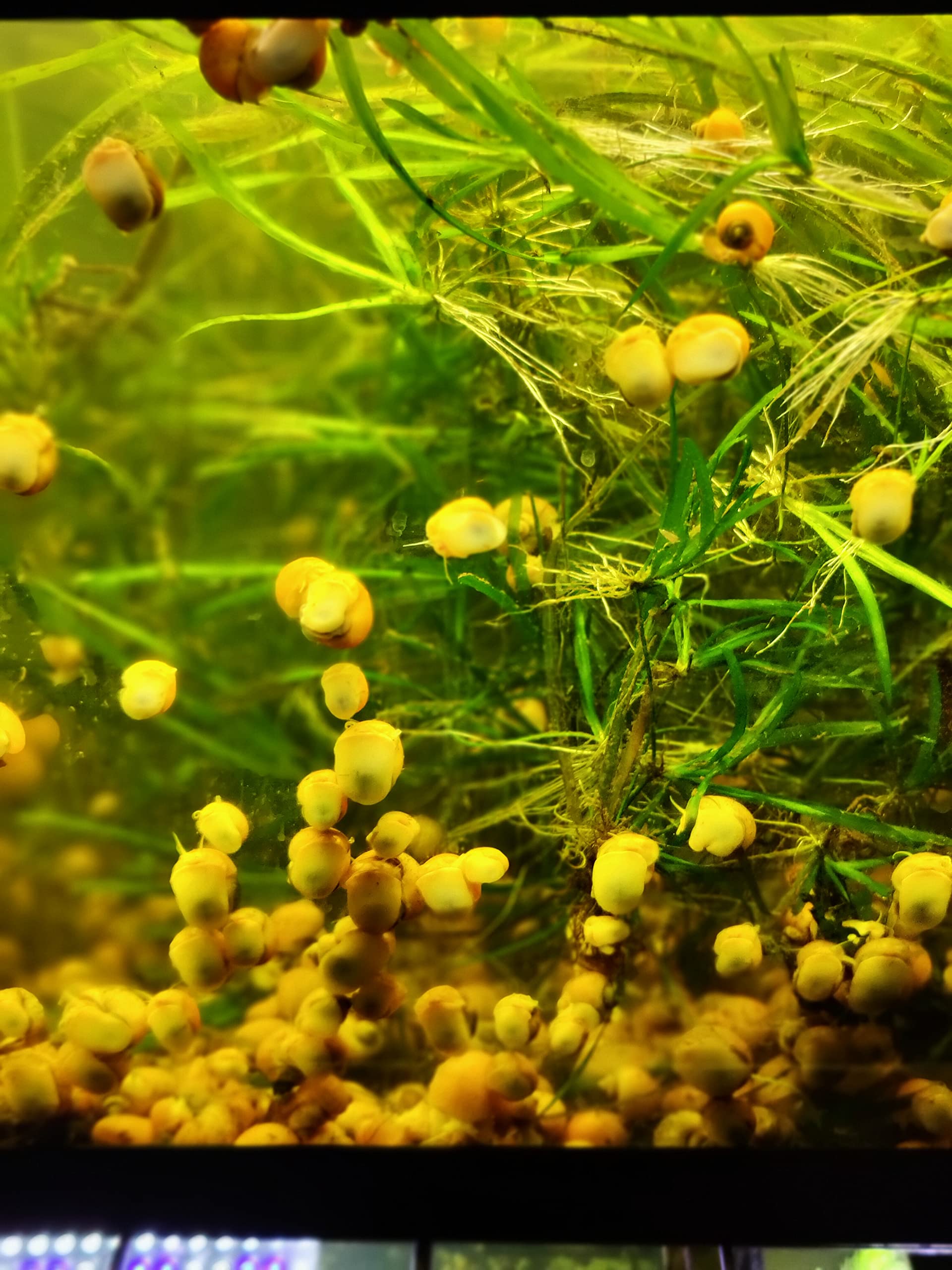SOUTH SHORE RETAIL, LLC Gold Mystery Snails - Wholesale Pricing Available - Dime/Nickel Sized (3)