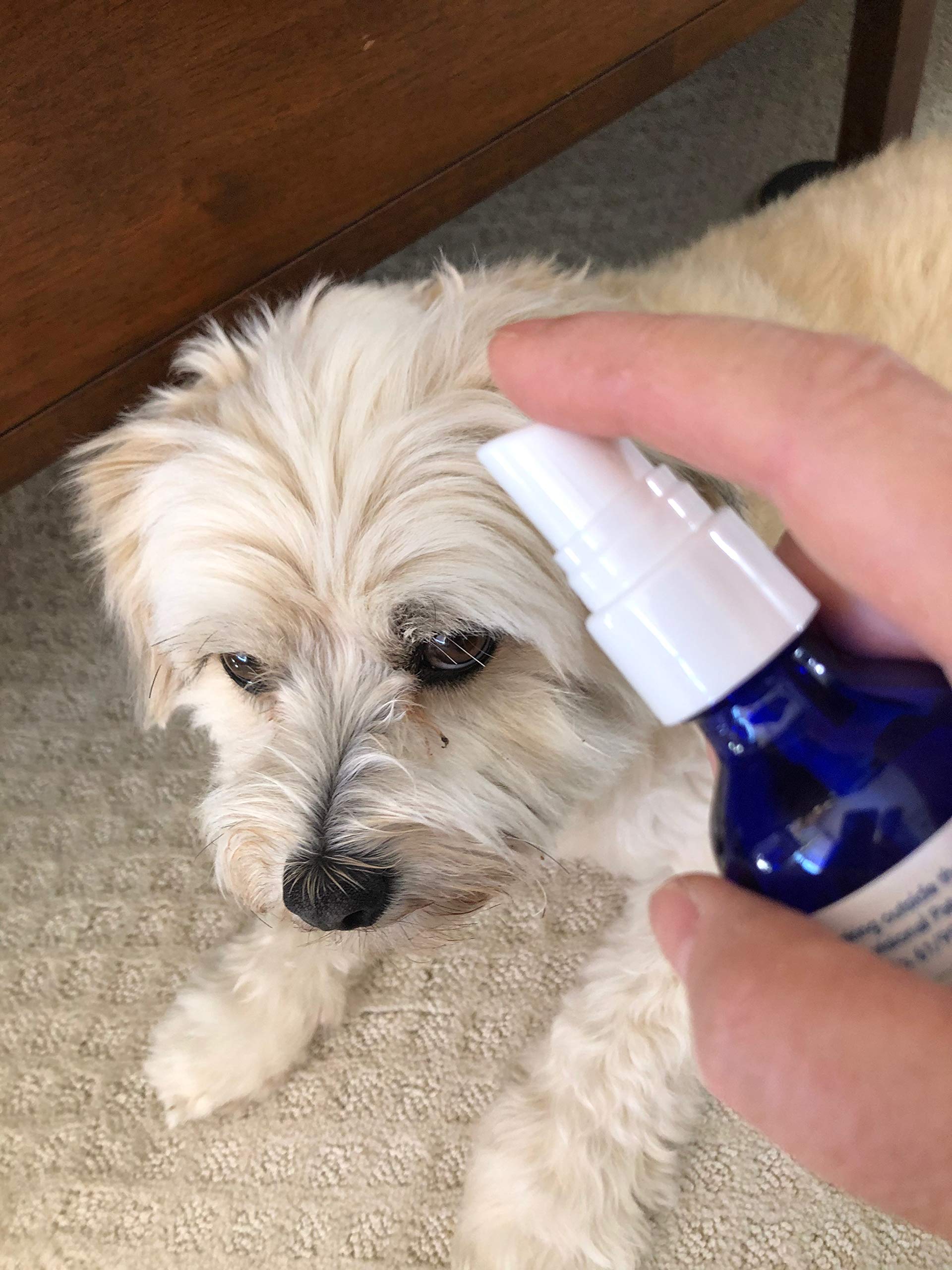 Epic Pet Health Eye Senior - All Natural Liquid Spray Supplement for Older Pets - Stop The Aging Process - Better Eyesight - Mist Over Eyes and Put in Food & Water (1 oz)