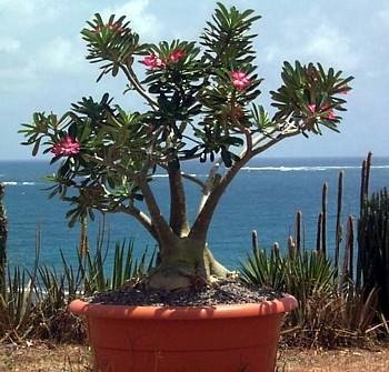 Desert Rose Plant - Adenium obesum - Natural Bonsai or House Plant - 4" Pot