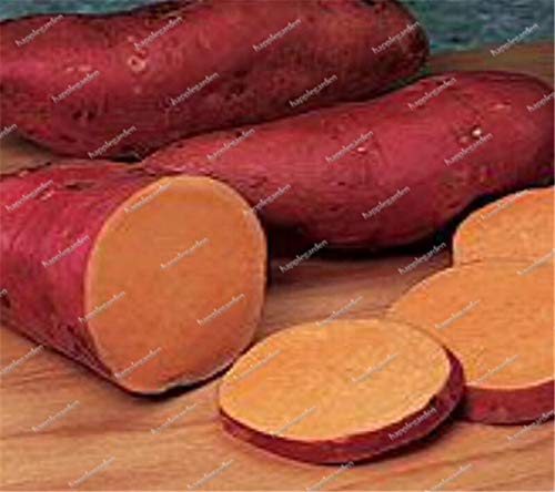 Dichondra Fresh 100pcs Sweet Potato Vegetables Seeds for Planting Orange