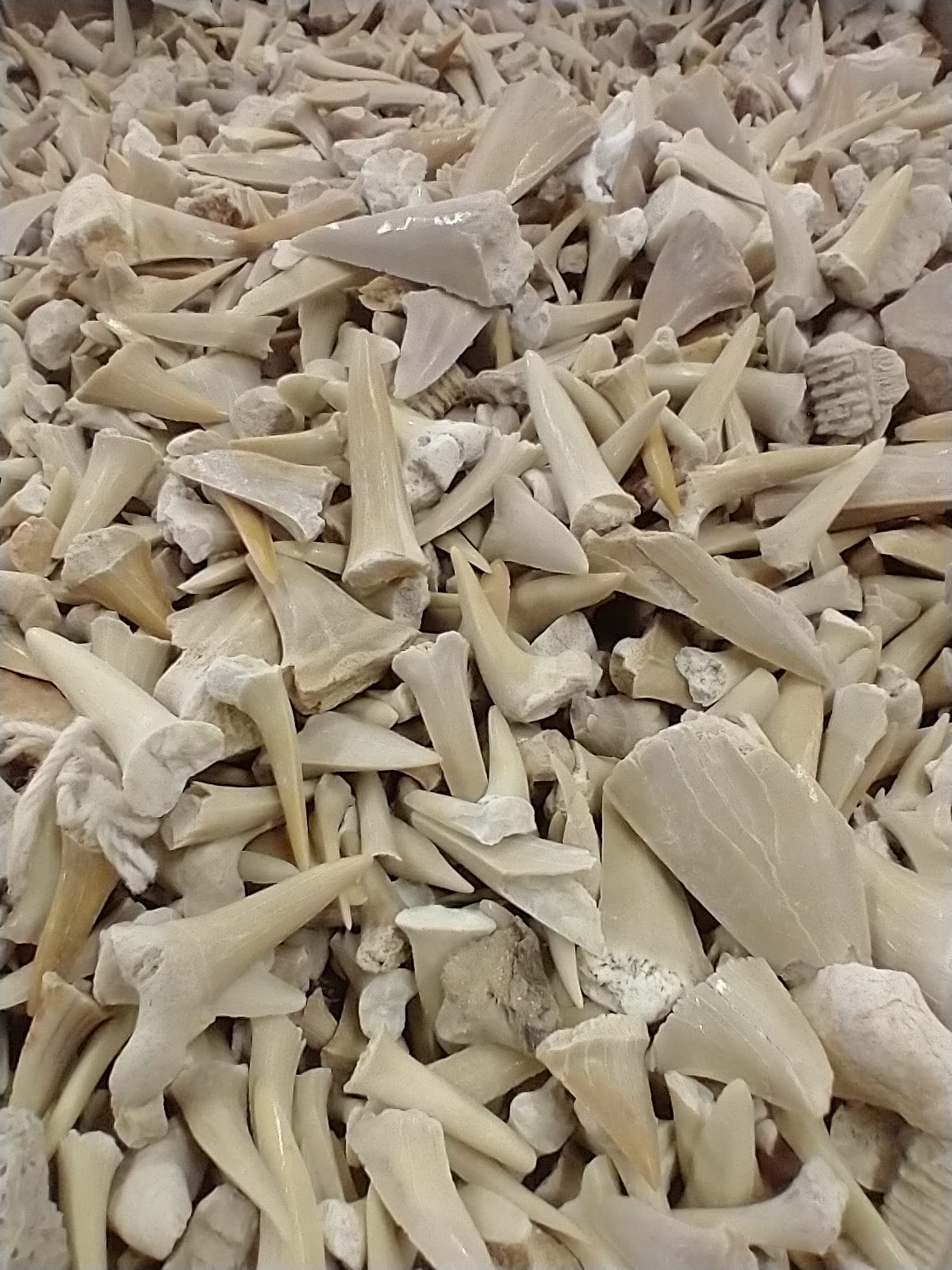 Universal Specialties Shark Teeth in Bag Genuine Fossilized Specimens Perfect for Classroom Lessons Arts and Crafts Necklaces and Play Excavation Sites Real Authentic Eocene Morocco Tooth Approx. 30
