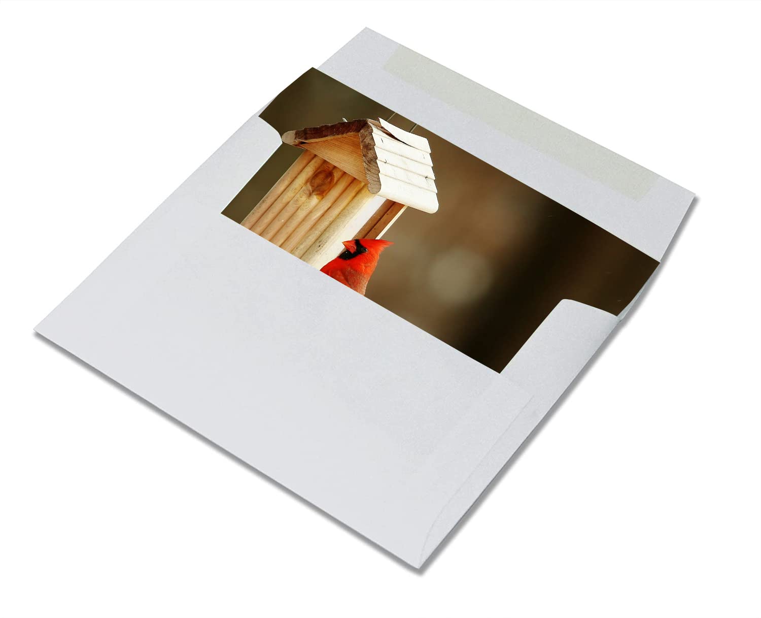 Small World Greetings Song Bird Note Cards With Identification Card 12 Count-Blank Inside with White Envelopes-A2 Size 5.5" x 4.25"-Bird Stationery-All Occasion-Birthday, Thank You, and More
