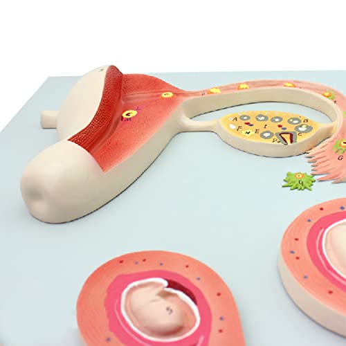DSUBAN Human Pregnancy Embryo Development Process Model Fertilized Egg Uterine Tissue Embryo Model, Embryo Development Process Model (114)