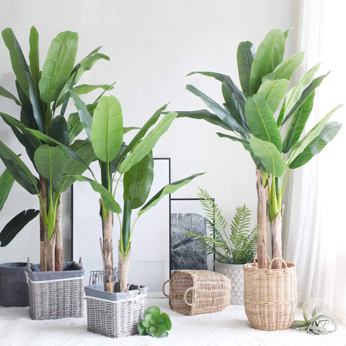 CEMEHA SEEDS Indoor Banana Tree Ornamental Perennial Non-GMO