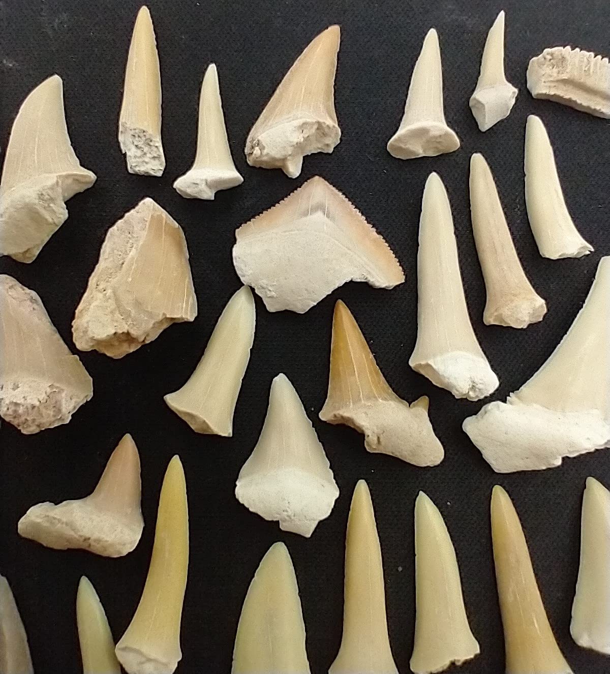 Universal Specialties Shark Teeth in Bag Genuine Fossilized Specimens Perfect for Classroom Lessons Arts and Crafts Necklaces and Play Excavation Sites Real Authentic Eocene Morocco Tooth Approx. 30