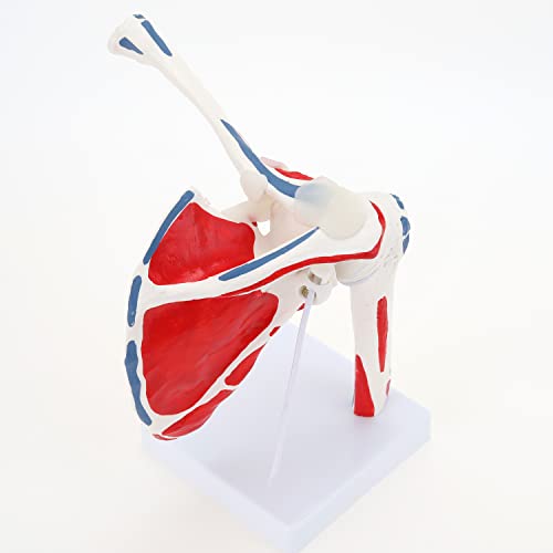 HINGONS Shoulder Joint Model with Muscle, Life Size Human Anatomical Shoulder Ligament Model for Patient Science Education and Anatomy Research (Includes a Base)