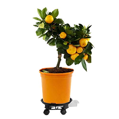 Skelang 13” Plant Caddy Plant Saucer Pot with Moving Water Drawer, Movable Planter Dolly, Plant Stand Pallet for Heavy Planter, Loading Capacity 100 Lbs
