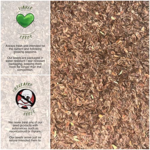 Seed Needs, Butterfly Milkweed Seeds for Planting (Asclepias tuberosa) Heirloom, Open Pollinated & Untreated, Attracts Monarch Monarchs (2 Packs)