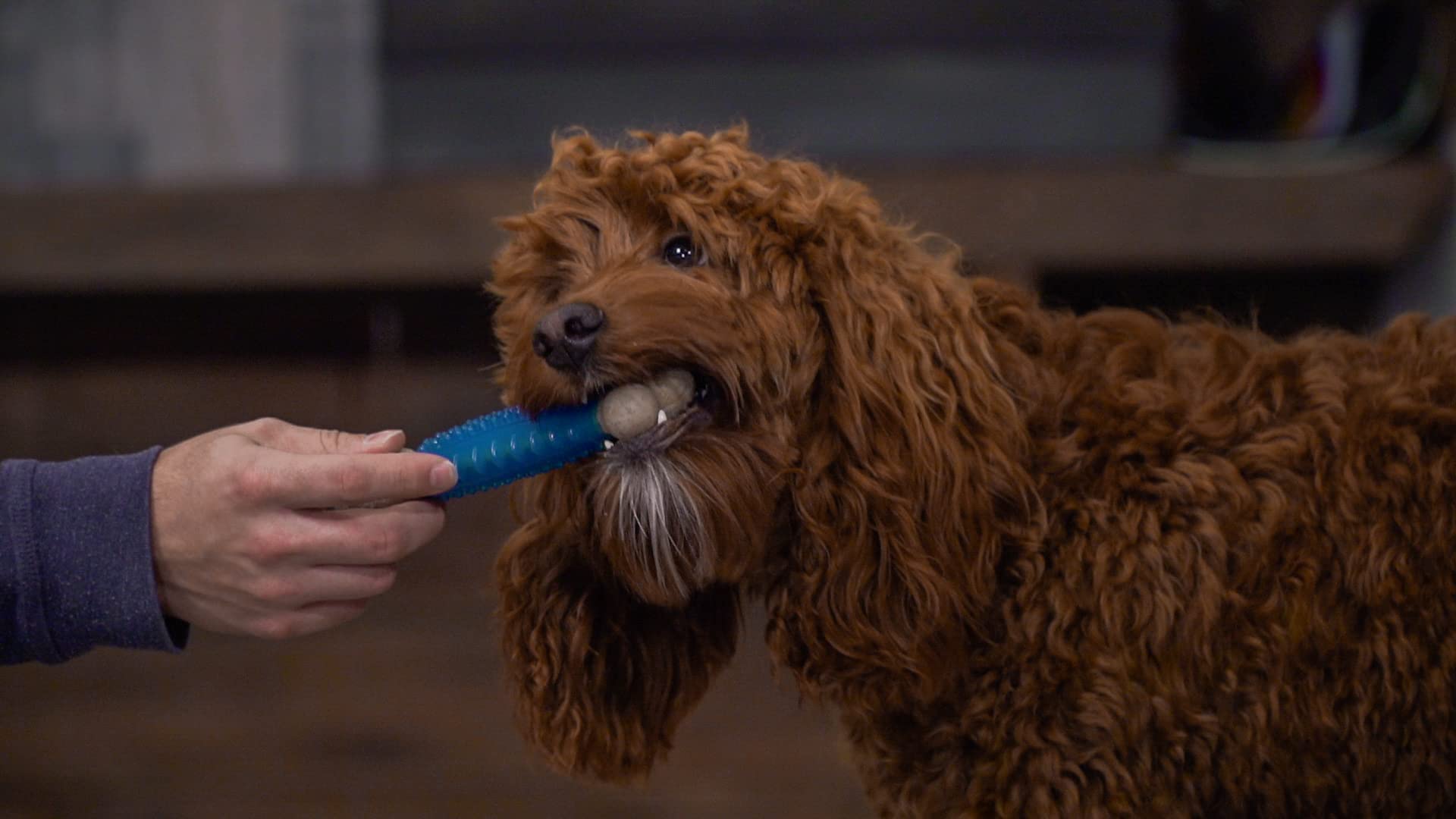 HERO | Bonetics Dental Bone | Dog Bones | Puppy Bones | Designed for Medium Dogs Up to 45 lbs (Mint Flavor)
